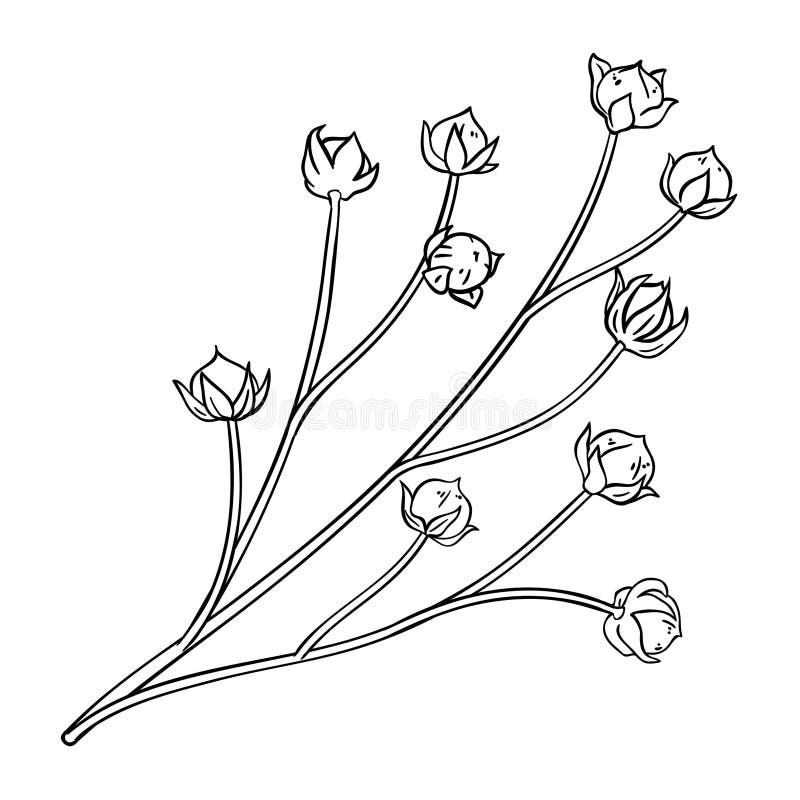 Flax Branch Colored Detailed Illustration Stock Vector - Illustration ...