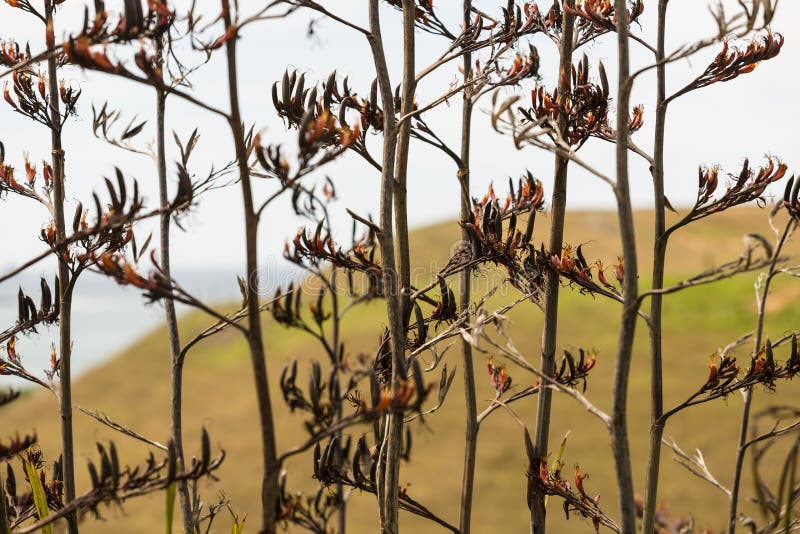 Flax Detail stock photo. Image of bushes, flowering, abstract - 64884596