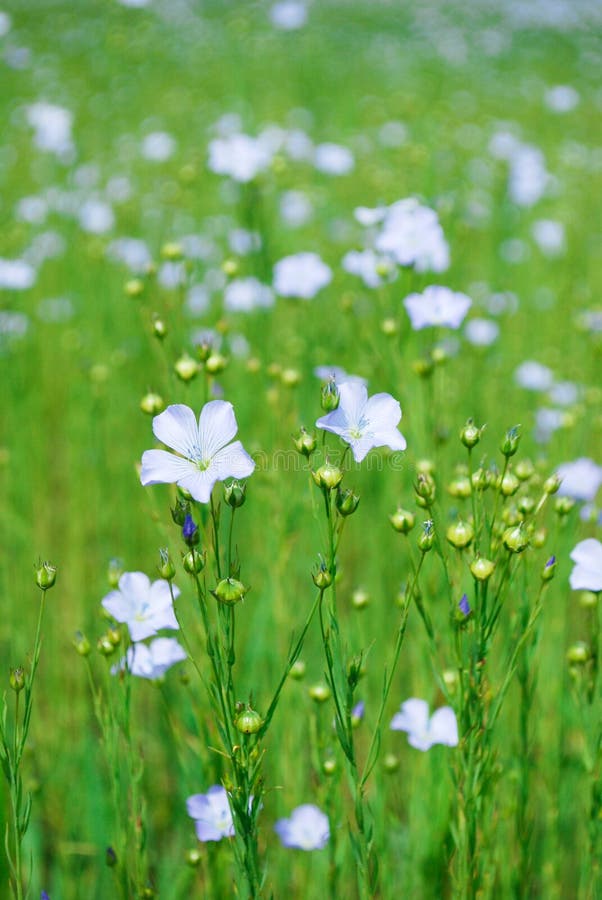 Flax field stock photo. Image of textil, flowers, bloom - 32398934
