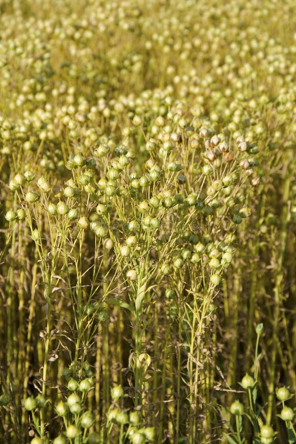 The flax field stock photo. Image of mature, healthy - 57076230