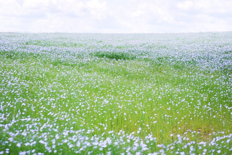 Flax field stock image. Image of summer, bloom, textile - 32397899