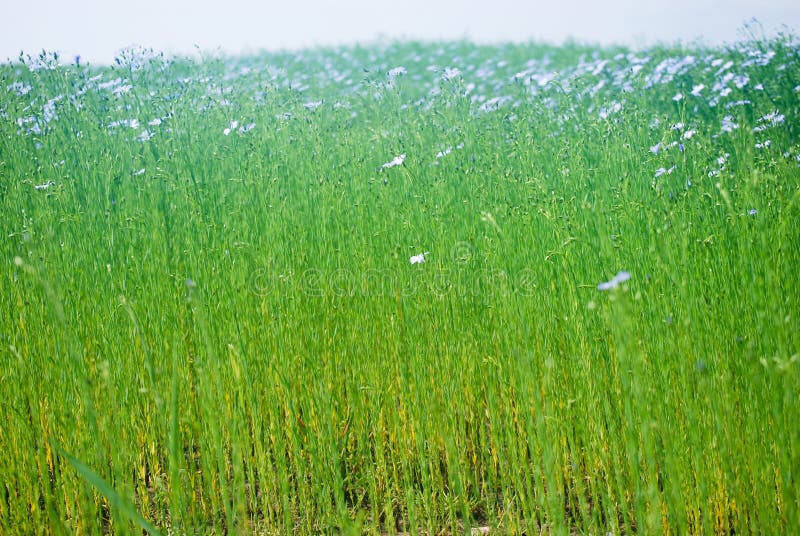 Flax field stock photo. Image of flower, bloom, flax - 32400844