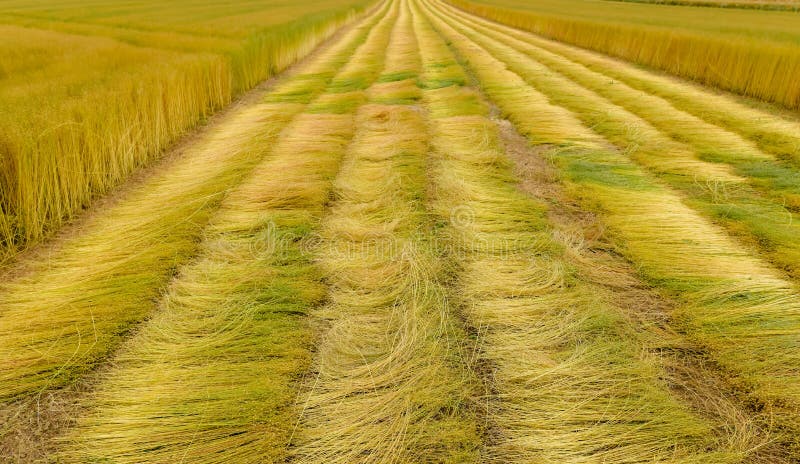 Flax Fields Lying after the Passage of the Digger Stock Image - Image ...