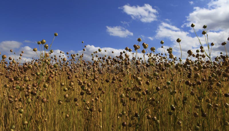 Flax Fields in Normandy, France Stock Image - Image of agriculture ...