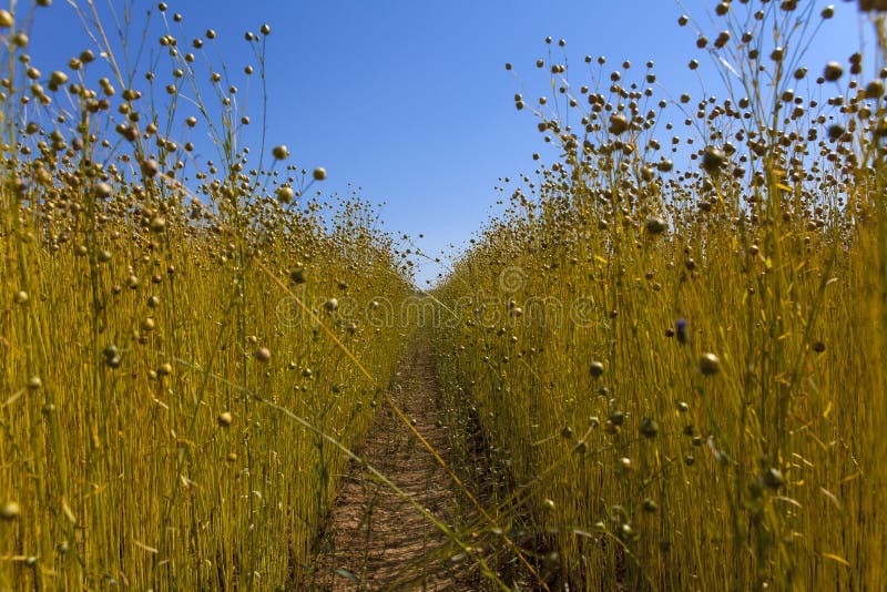 Flax Fields in Normandy, France Stock Image - Image of farming ...
