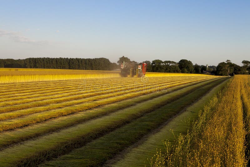 Flax Fields in Normandy, France Stock Image - Image of france, agricole ...