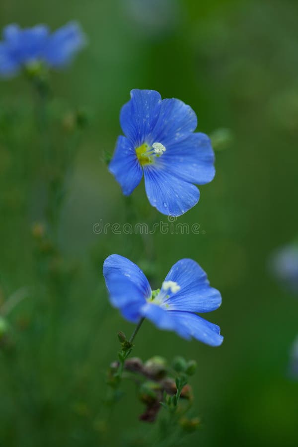 Flax flower on field stock image. Image of plant, herbal - 41218021