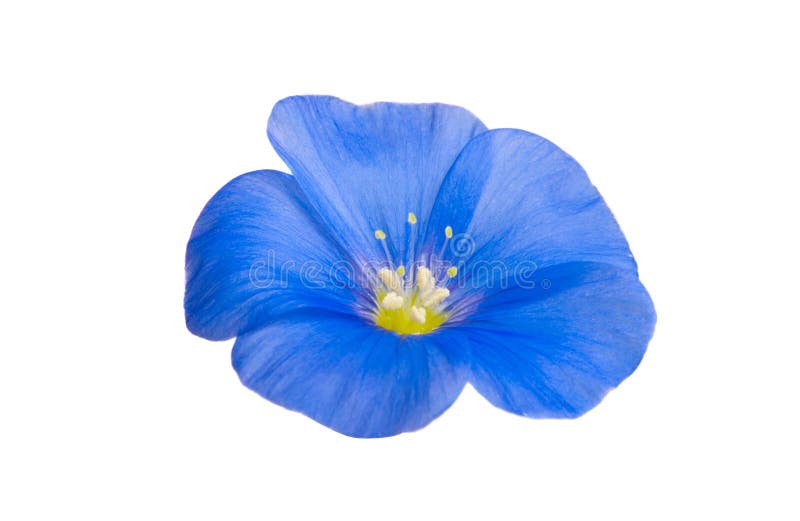 Flax flower isolated stock photo. Image of blossom, closeup - 137876278