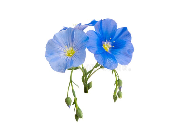 Flax flower isolated stock photo. Image of closeup, fresh - 137876312
