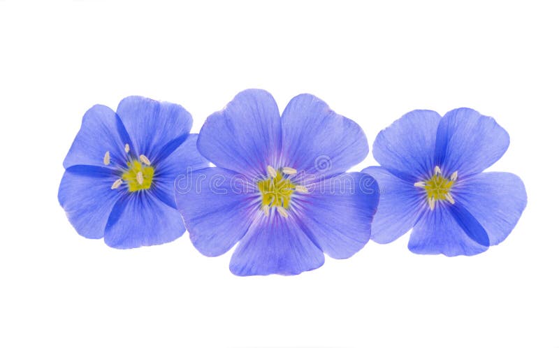 Flax flower isolated stock image. Image of herb, plant - 248031899