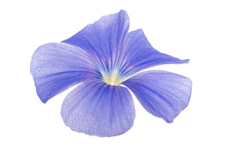 Flax flower isolated stock photo. Image of leaves, background - 278732414