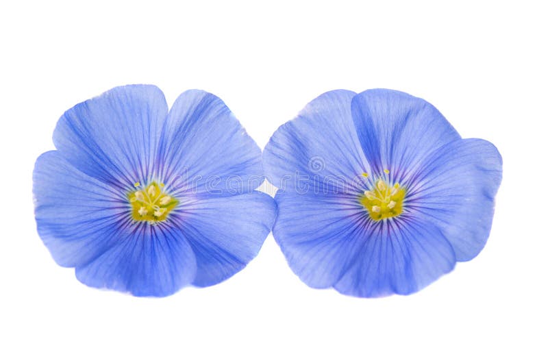 Flax flower stock photo. Image of color, fragility, background - 57765714