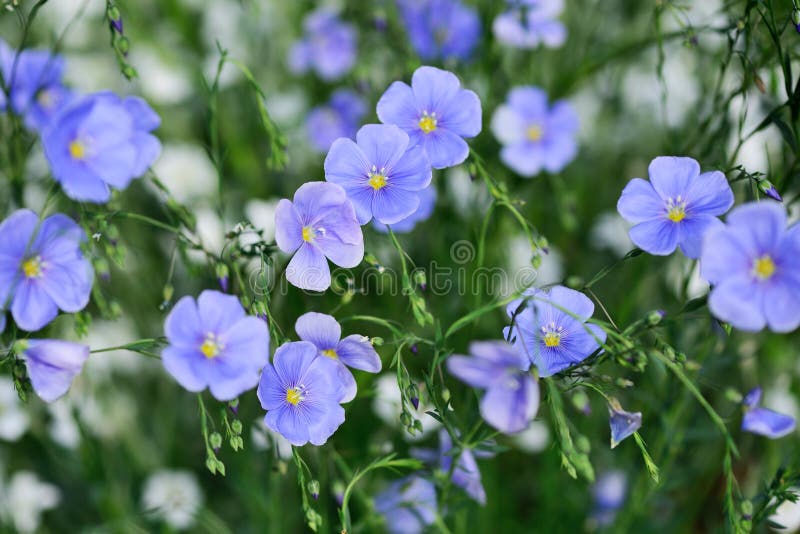 Field of Linseed or Flax in Flower Stock Image - Image of crop, growth ...