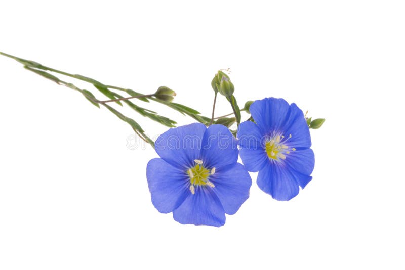 Flax flowers isolated stock photo. Image of herbal, organic - 264821450