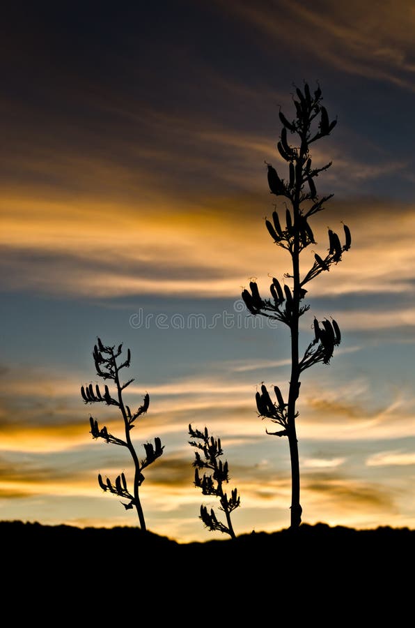 Flax Flowers at Sunset stock image. Image of cirrostratus - 27465985