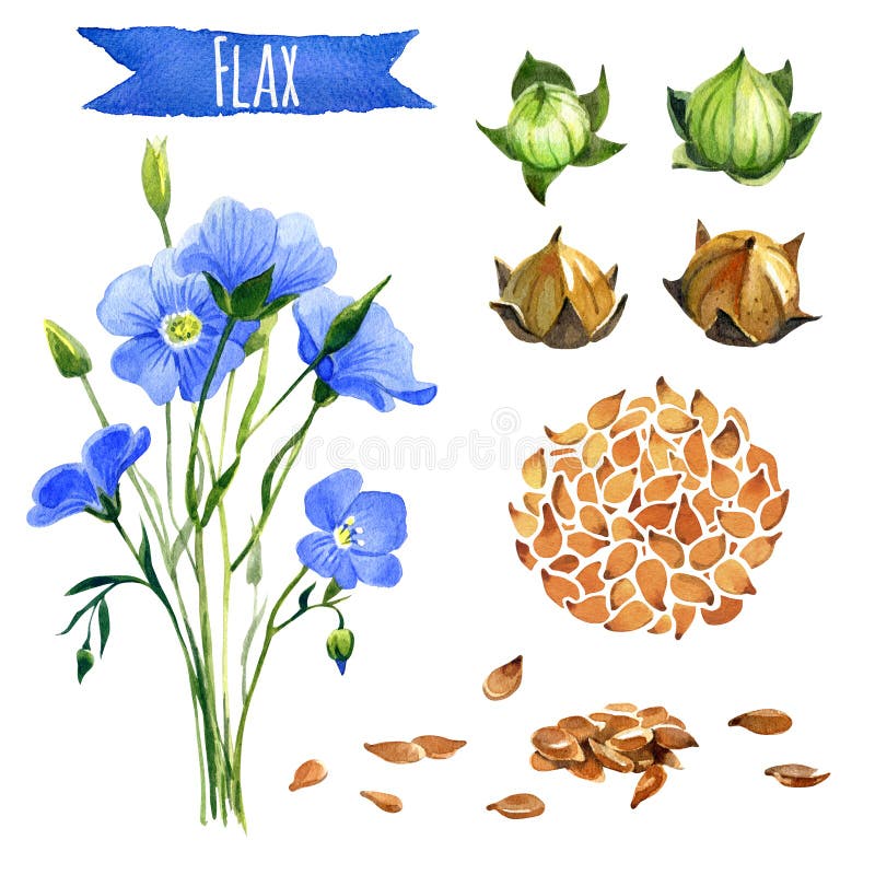 Flax, Hand-painted Watercolor Set Stock Illustration - Illustration of ...
