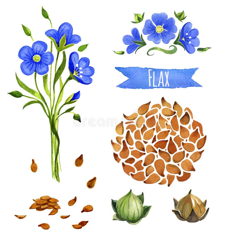 Flax, Hand-painted Watercolor Set Stock Illustration - Illustration of ...