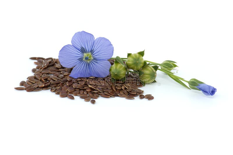 Flax (linseed) Flower and Seeds Over White Background Stock Photo ...