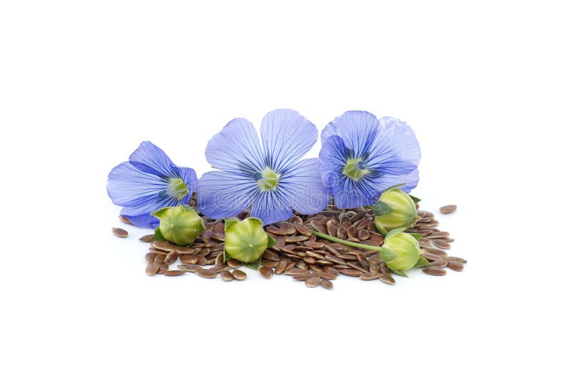 Flax (linseed) Flower and Seeds Over White Background Stock Photo ...