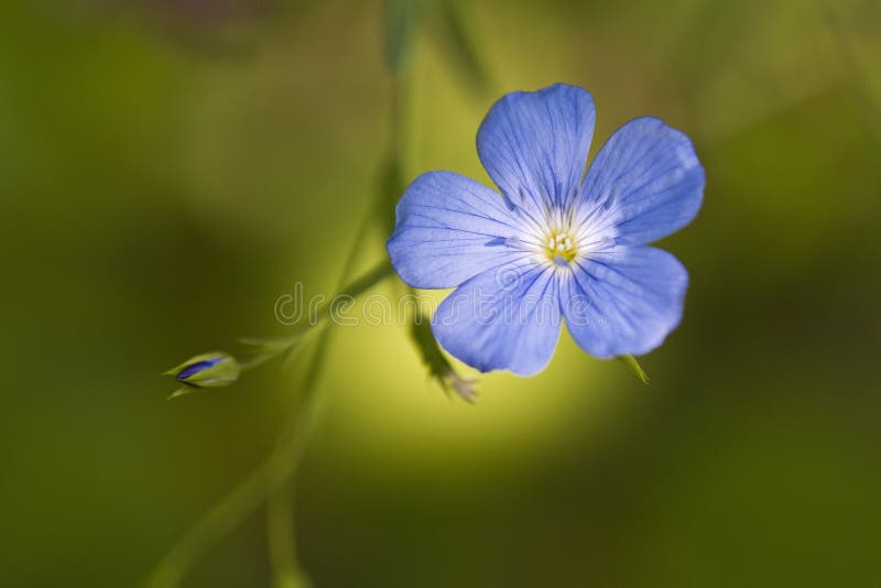 Linum Usitatissimum,flax,common Flax or Linseed White Flowers at the ...