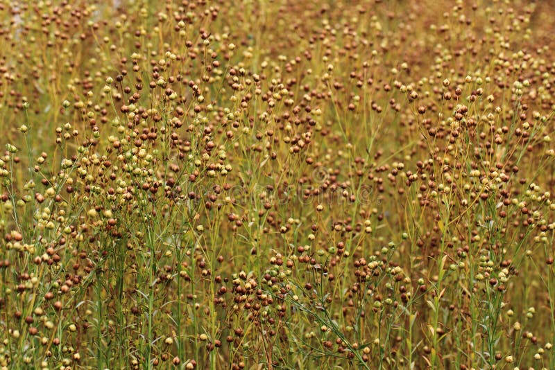 12,406 Flax Plant Photos - Free & Royalty-Free Stock Photos from Dreamstime