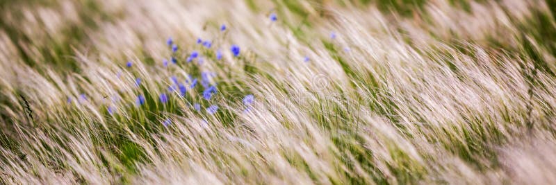 Flax Plant on Field in Wild Nature Stock Image - Image of rural ...