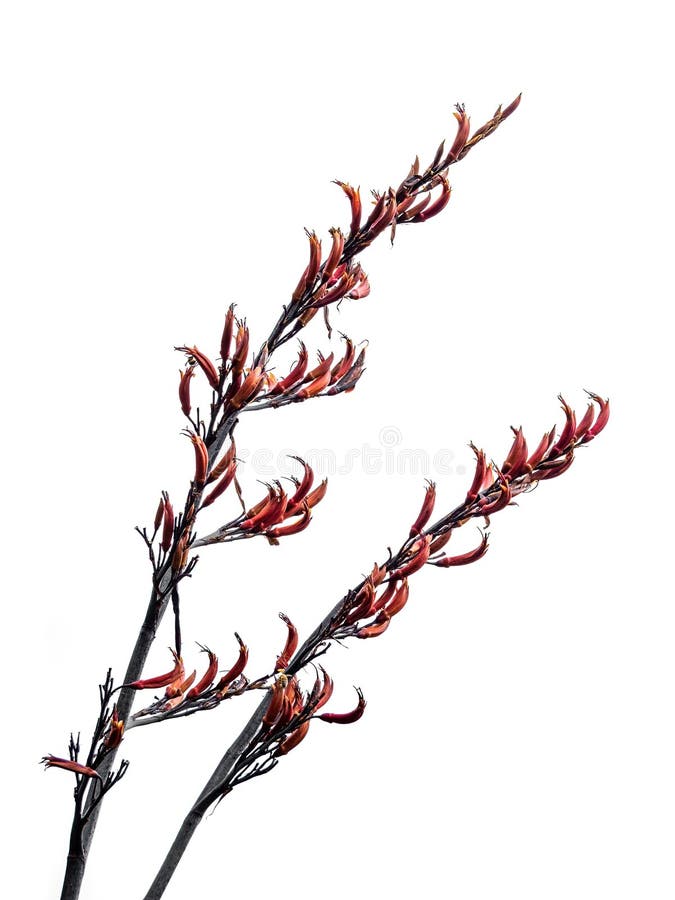 Flax Plant Isolated on White Background. Stock Photo - Image of flax ...