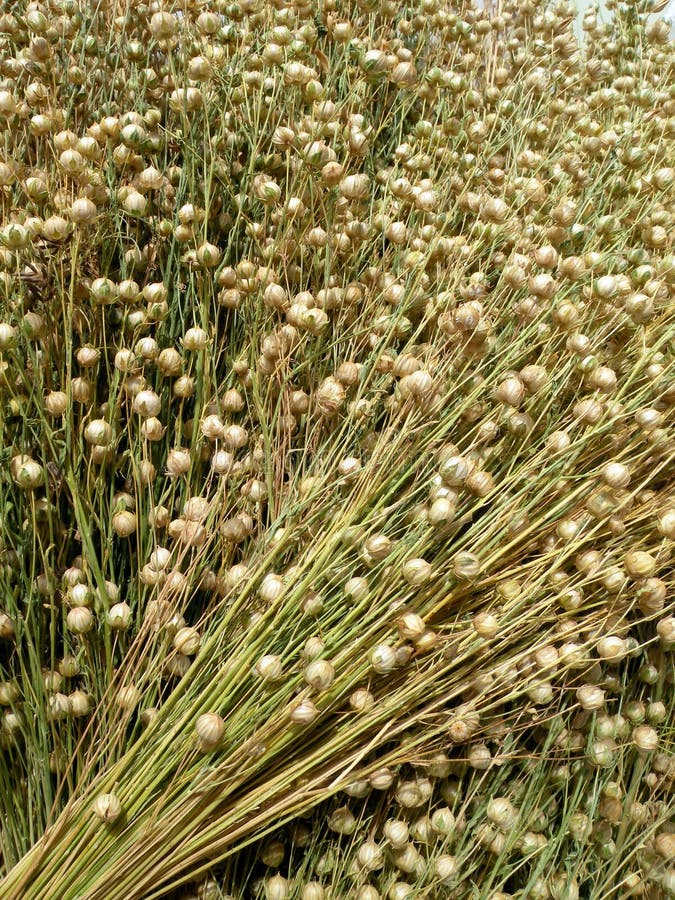 12,406 Flax Plant Photos - Free & Royalty-Free Stock Photos from Dreamstime