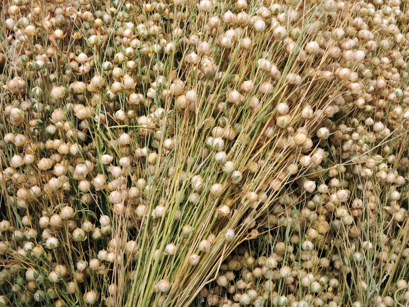 Flax plant stock photo. Image of seeds, autumn, nutrition - 44853584