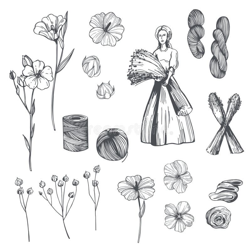Flax Plants. Sketch Illustration Stock Vector - Illustration of fashion ...