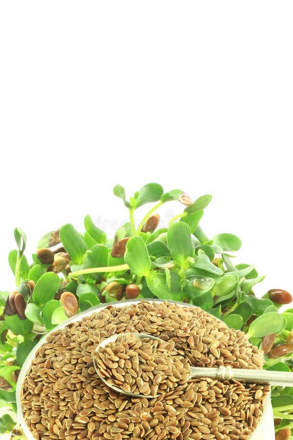 Flax Seed Whole and Sprouted in Pure White Background Stock Image ...