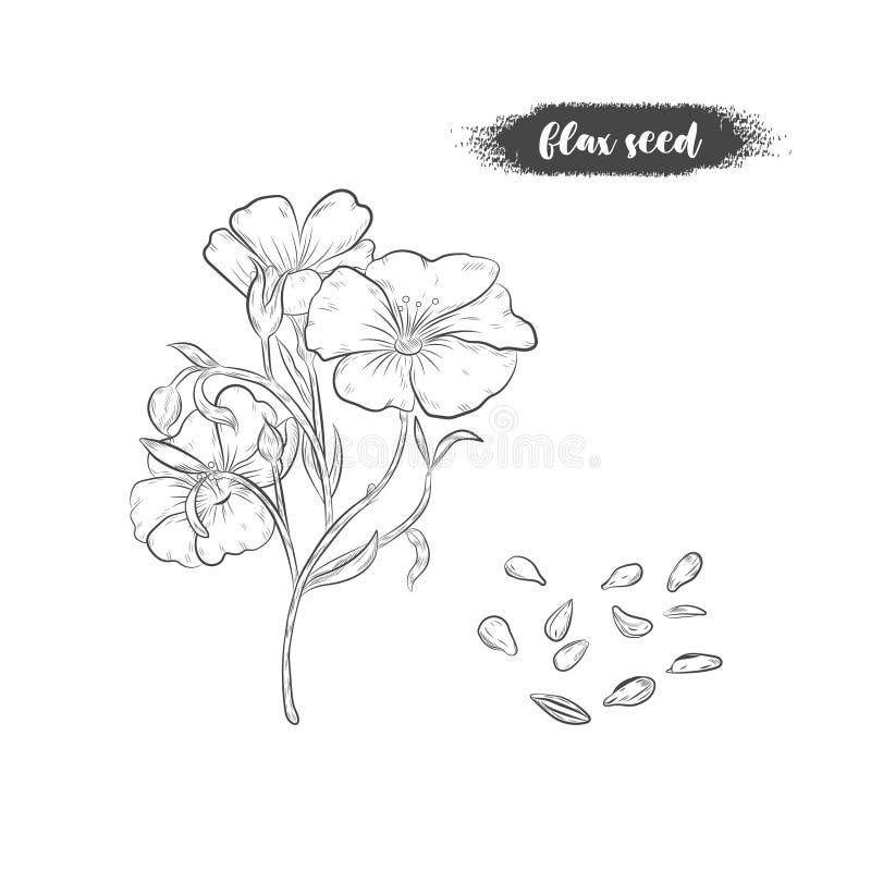 Flax Seeds Hand Drawn Sketch. Stock Vector - Illustration of icon ...
