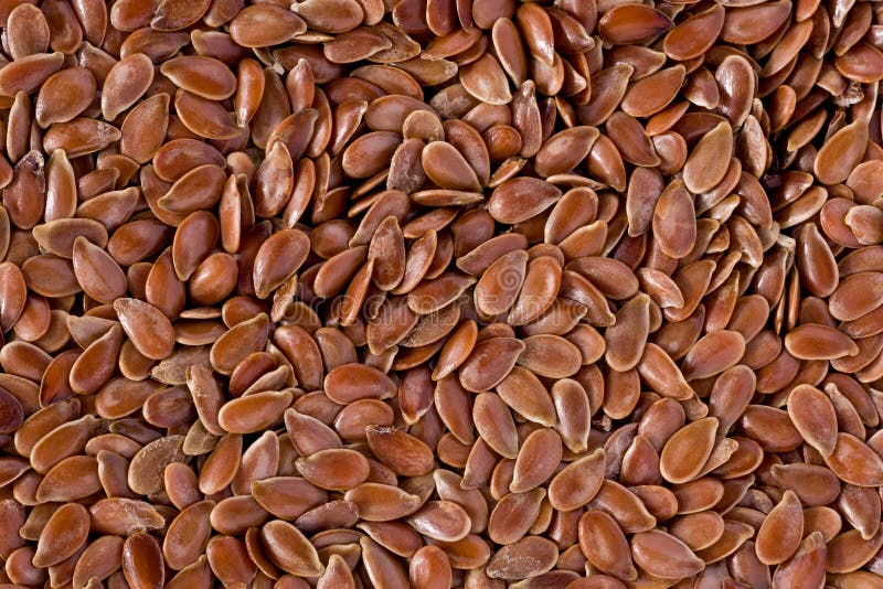 Flax Seeds (linum Usitatissimum) Royalty Free Stock Photography - Image ...