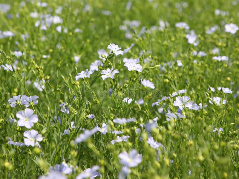 Blue flax field stock photo. Image of seed, garden, pasture - 14396310
