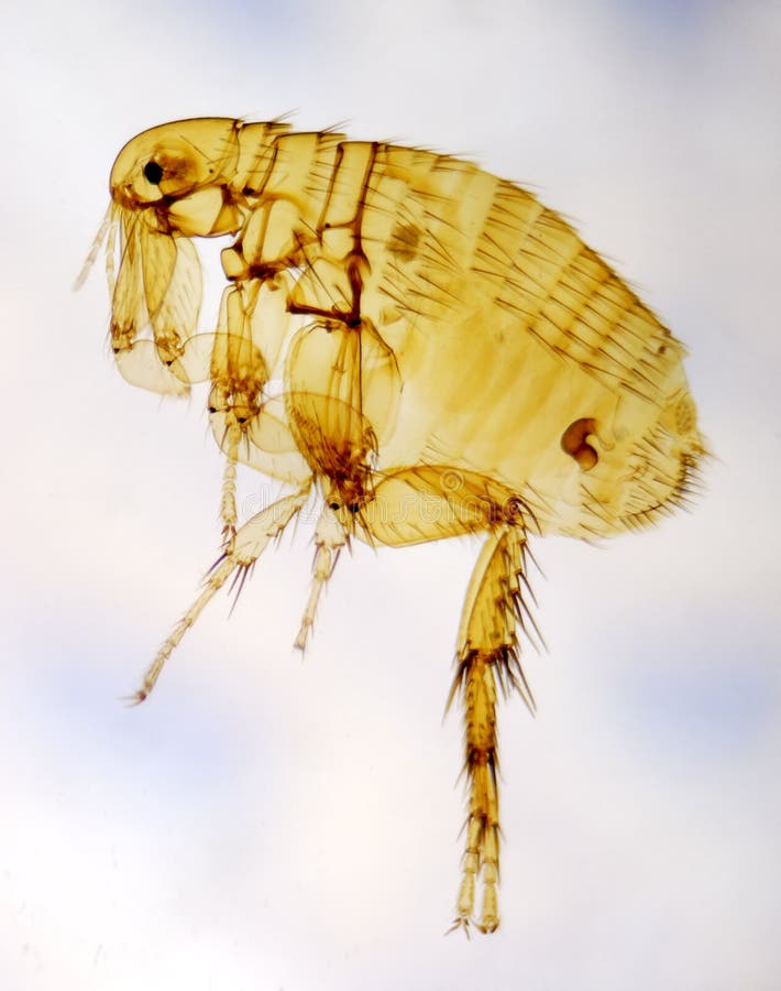 Dog or Cat Flea Under Real Magnifying Glass Over White Stock Image ...