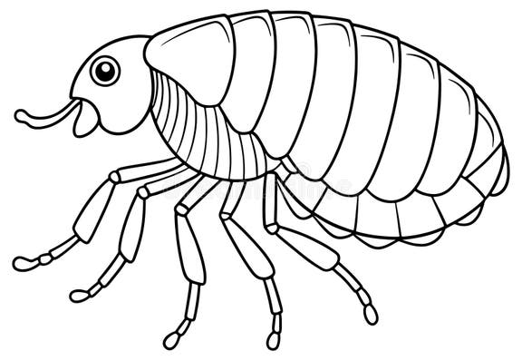 Flea Anatomy Drawing for Bug Identification and Learning Coloring ...