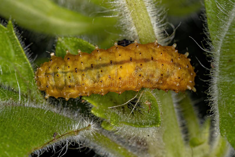 Flea Beetle Larvae stock image. Image of cucujiform - 240407619