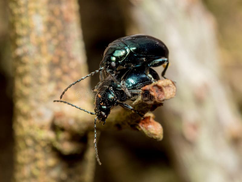 Flea beetle mating stock photo. Image of macro, nature - 110800764