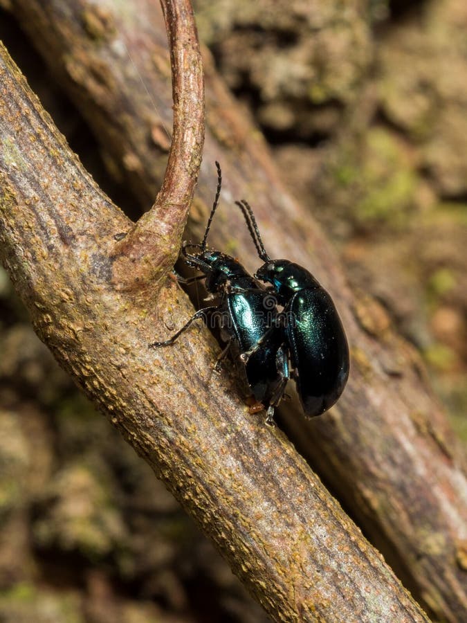 Flea beetle mating stock photo. Image of macro, nature - 110800764