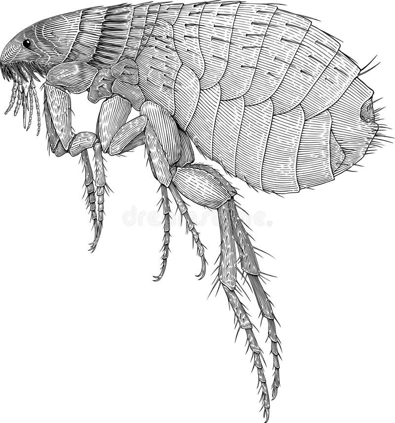 Flea stock illustration. Illustration of macro, blood - 71341184