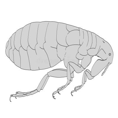 Flea bug stock illustration. Illustration of parasite - 35595396