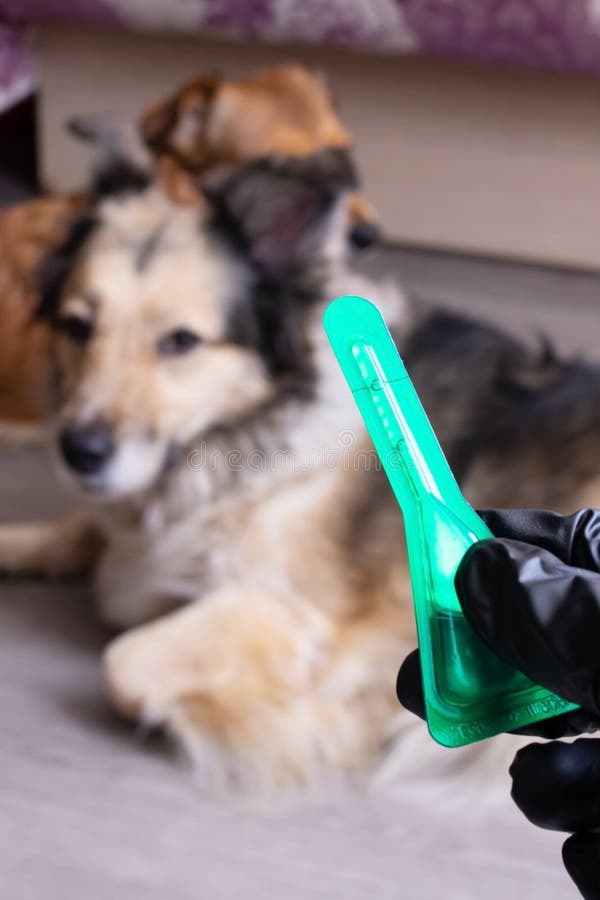 Flea Drops for Dogs and Gloved Hand Stock Image - Image of small ...