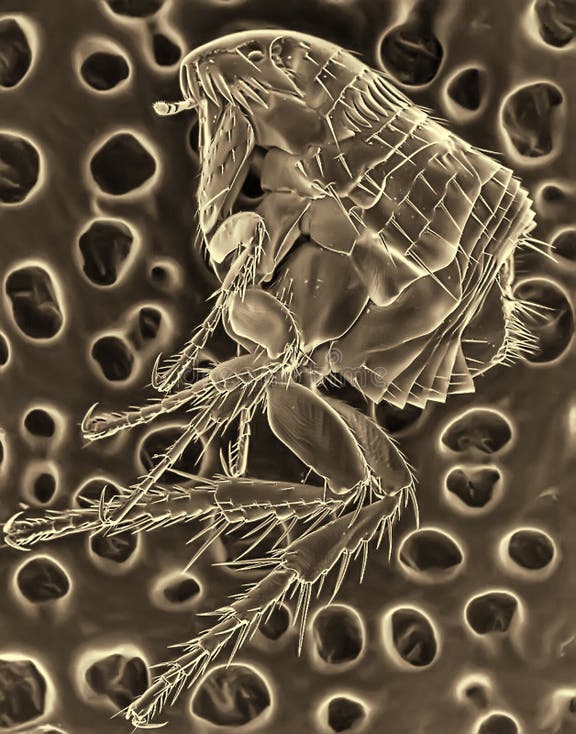 Flea. Electron Microscope Photo Stock Image - Image of bubonic, closeup ...