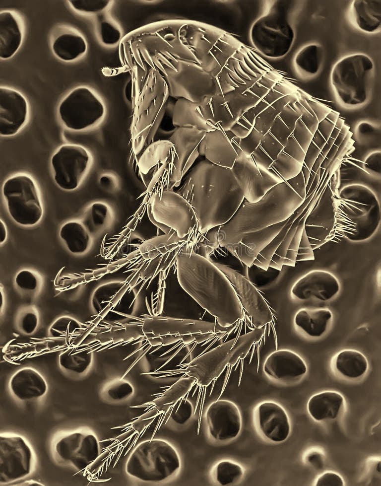 Dermatitis Microscope Stock Photos - Free & Royalty-Free Stock Photos ...