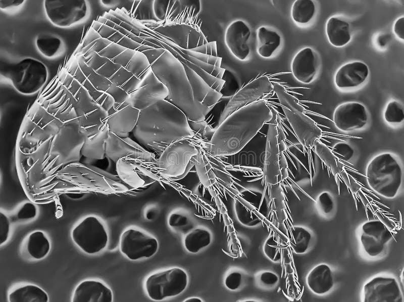 208 Microscope Flea Stock Photos - Free & Royalty-Free Stock Photos ...