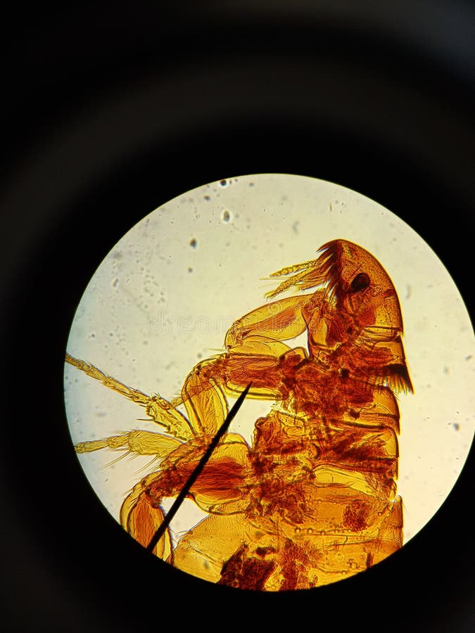 Flea. Fixed Micropreparation of a Flea Under the Magnification of an ...
