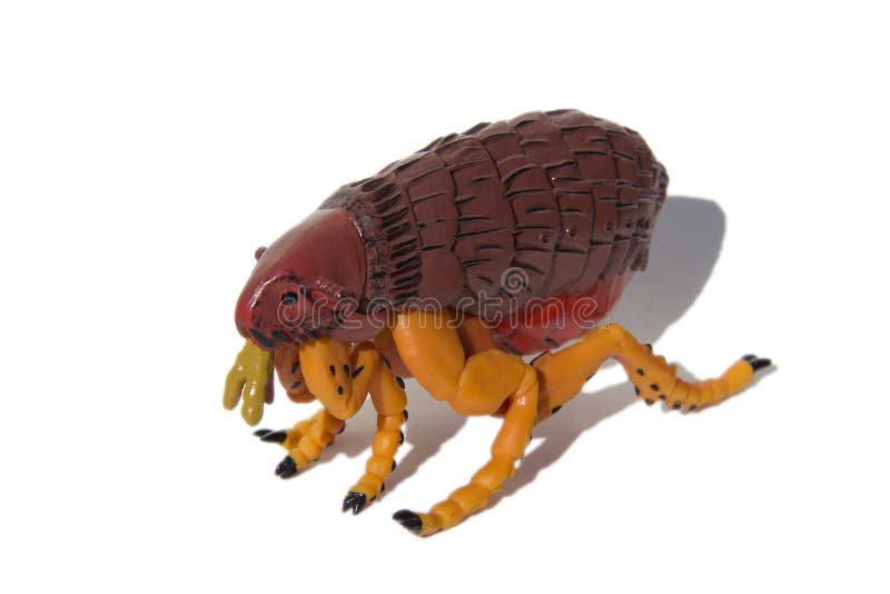152 Dead Flea Stock Photos - Free & Royalty-Free Stock Photos from ...