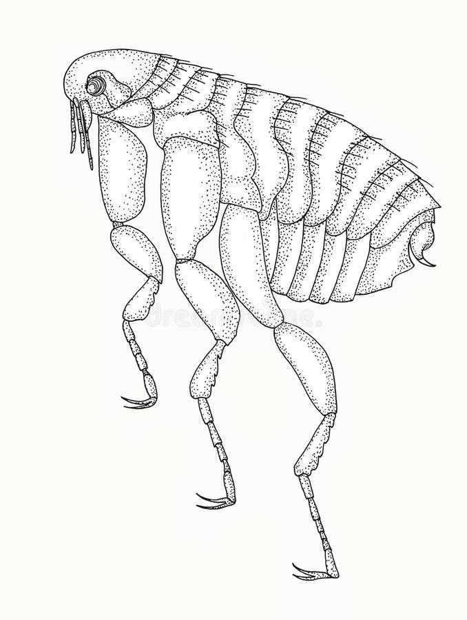 Flea. Hand Drawn Outline Image. Stock Illustration - Illustration of ...