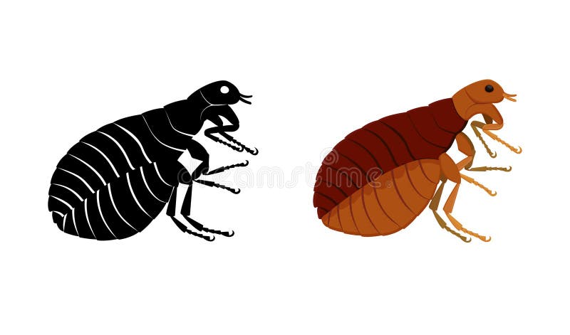 Flea Insect in Colored and Black and White Versions, Side View Stock ...