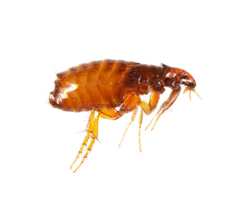 966 Flea Macro Photos - Free & Royalty-Free Stock Photos from Dreamstime